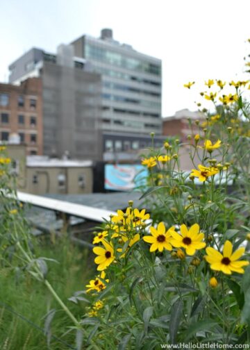 Visiting The High Line: An Insider's Guide