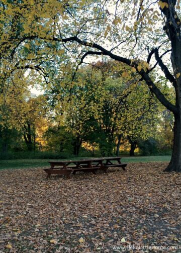 A Guide to Central Park in Fall