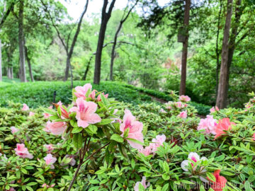 Secret Teddy Bear Park in Dallas (aka Lakeside Park) | Hello Little Home